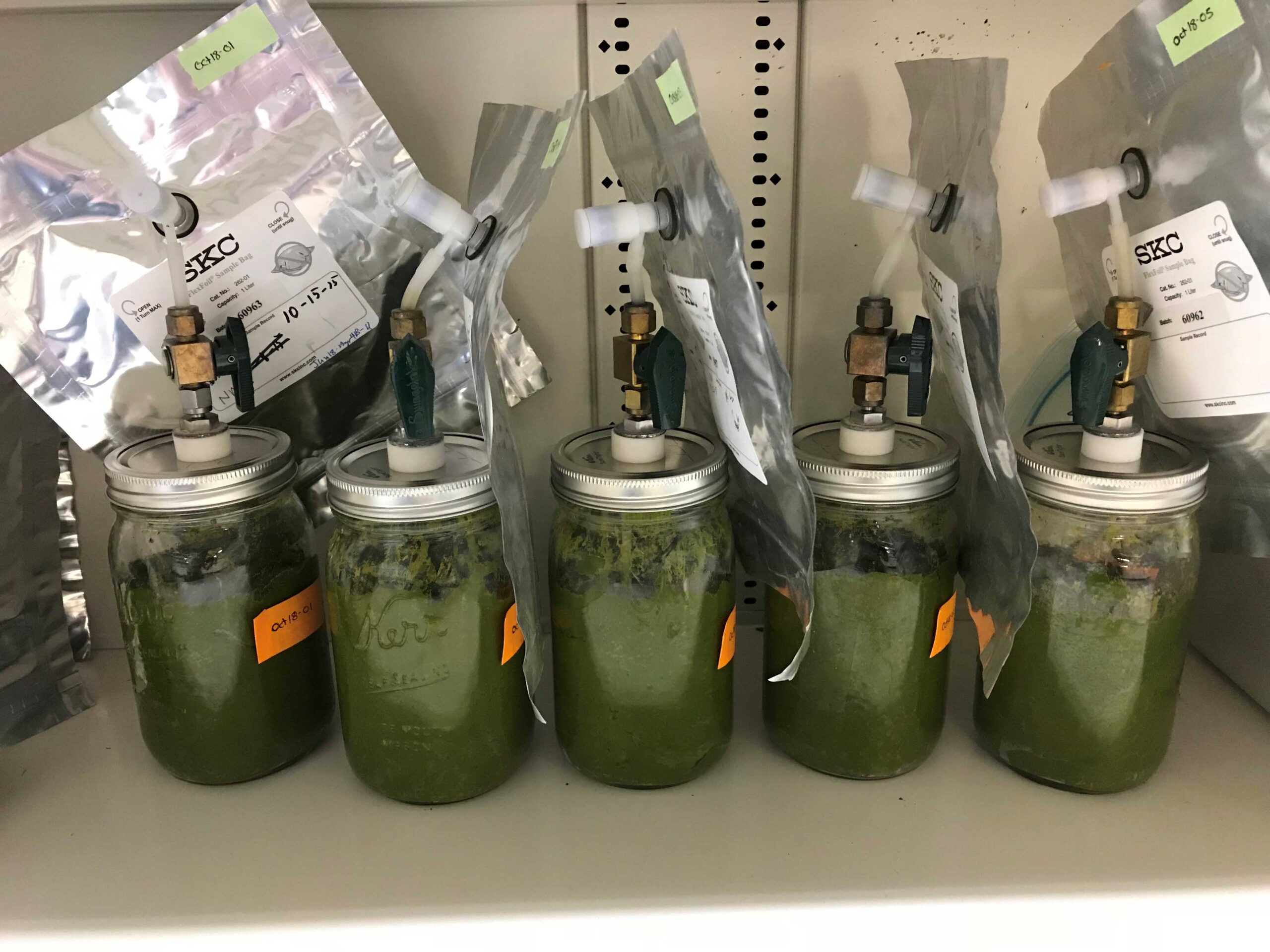 Algae biomass post-harvest stability - Regional Biomass Resource Hub ...